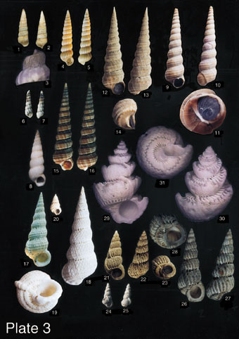 Taisei Nakayama: A Review of Northwest Pacific Epitoniids